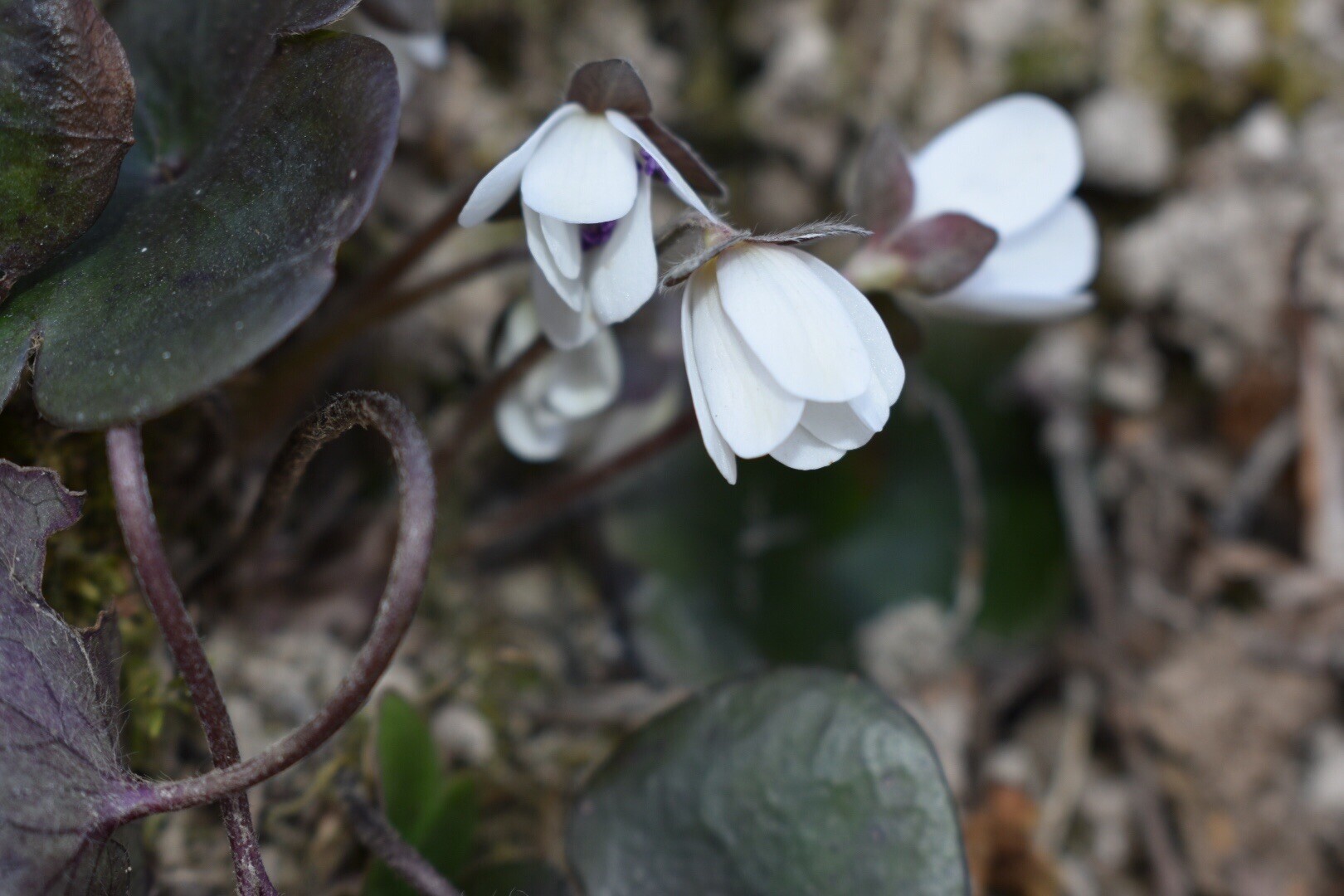 春のお花🌼を探しに塩が森へ 雪割草はま... / toshiさんのモーメント | YAMAP / ヤマップ