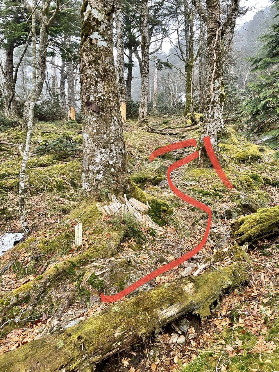 はるさんの投稿したフィールドメモ | YAMAP / ヤマップ