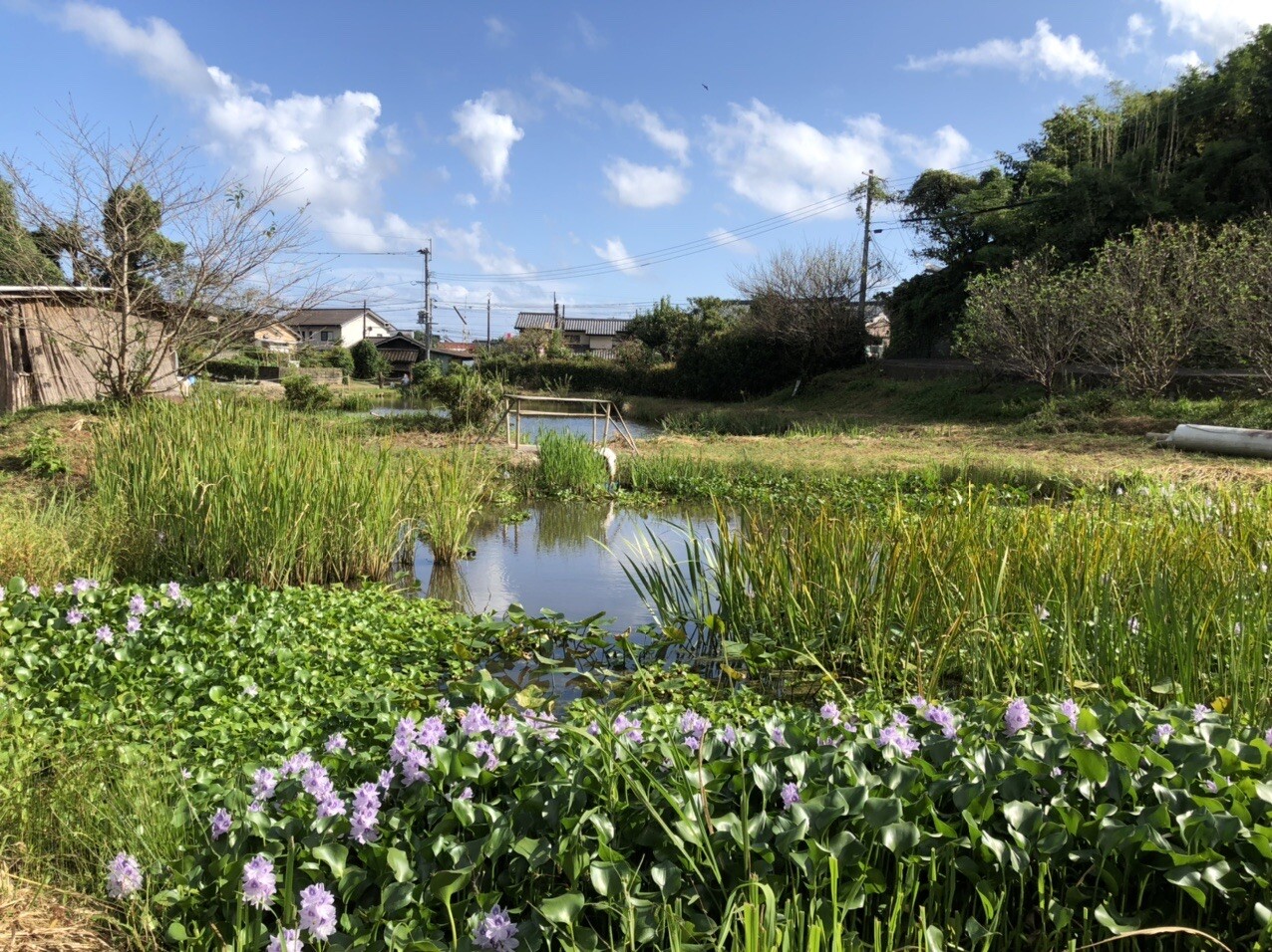 「ミズカマキリが欲しい。だから、ため池に... / Anna Bellさんのモーメント | YAMAP / ヤマップ