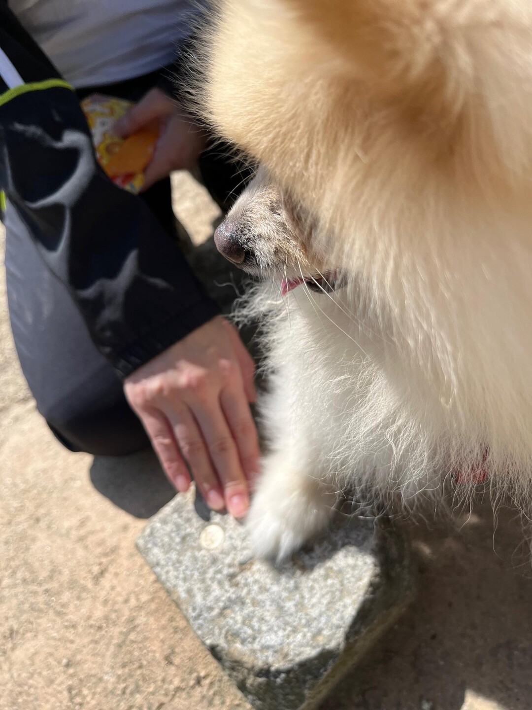 2024.05.04(土) 01:05 / ポンさんのモーメント | YAMAP / ヤマップ