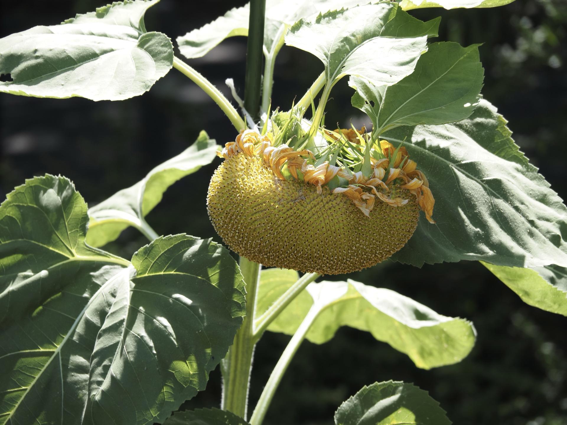 すきま時間に農事センターへ この暑さでほ... / K.Oさんのモーメント | YAMAP / ヤマップ