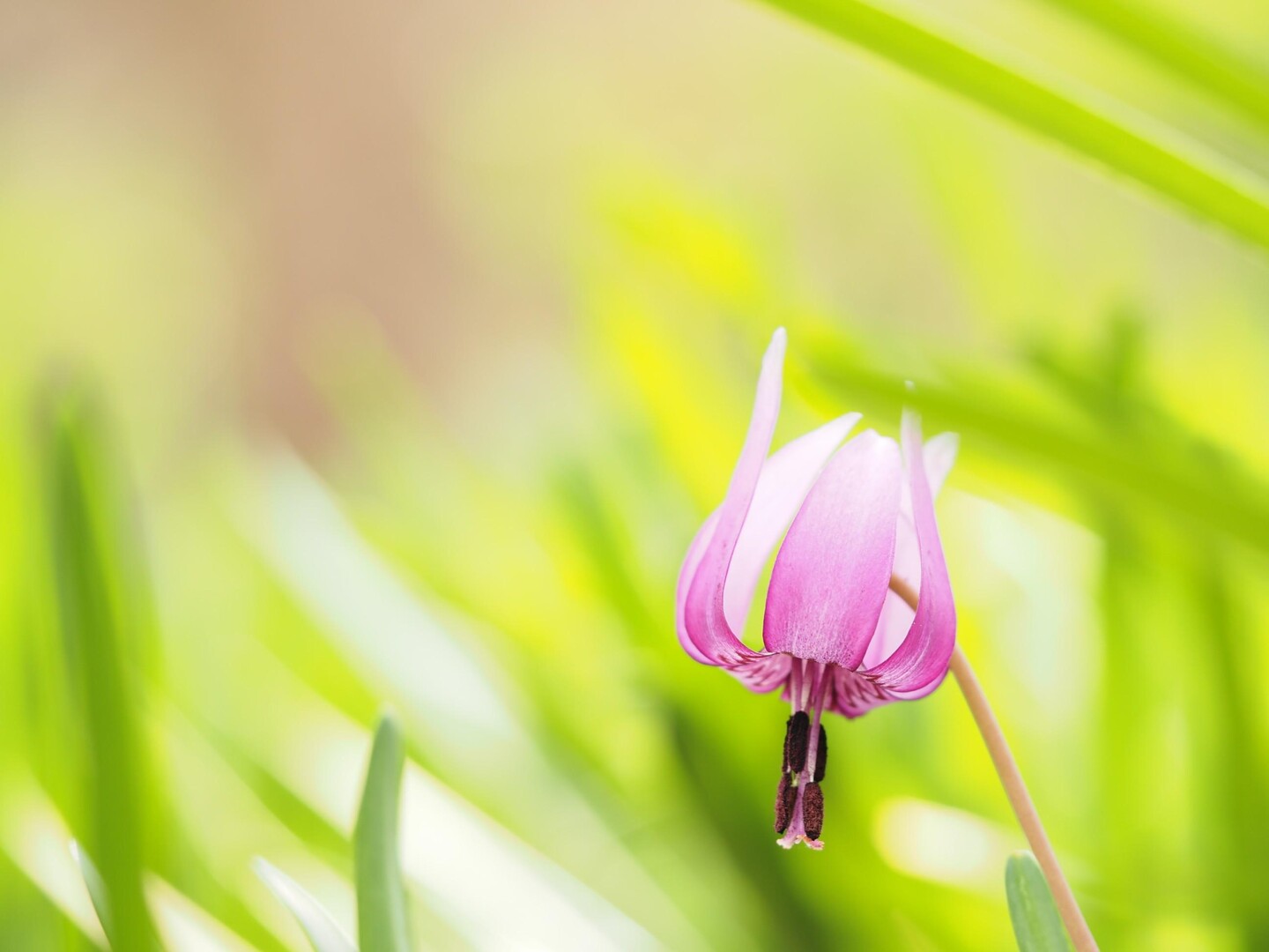 少し時間が出来たので、お花のようすを見に... / fujihiroさんのモーメント | YAMAP / ヤマップ