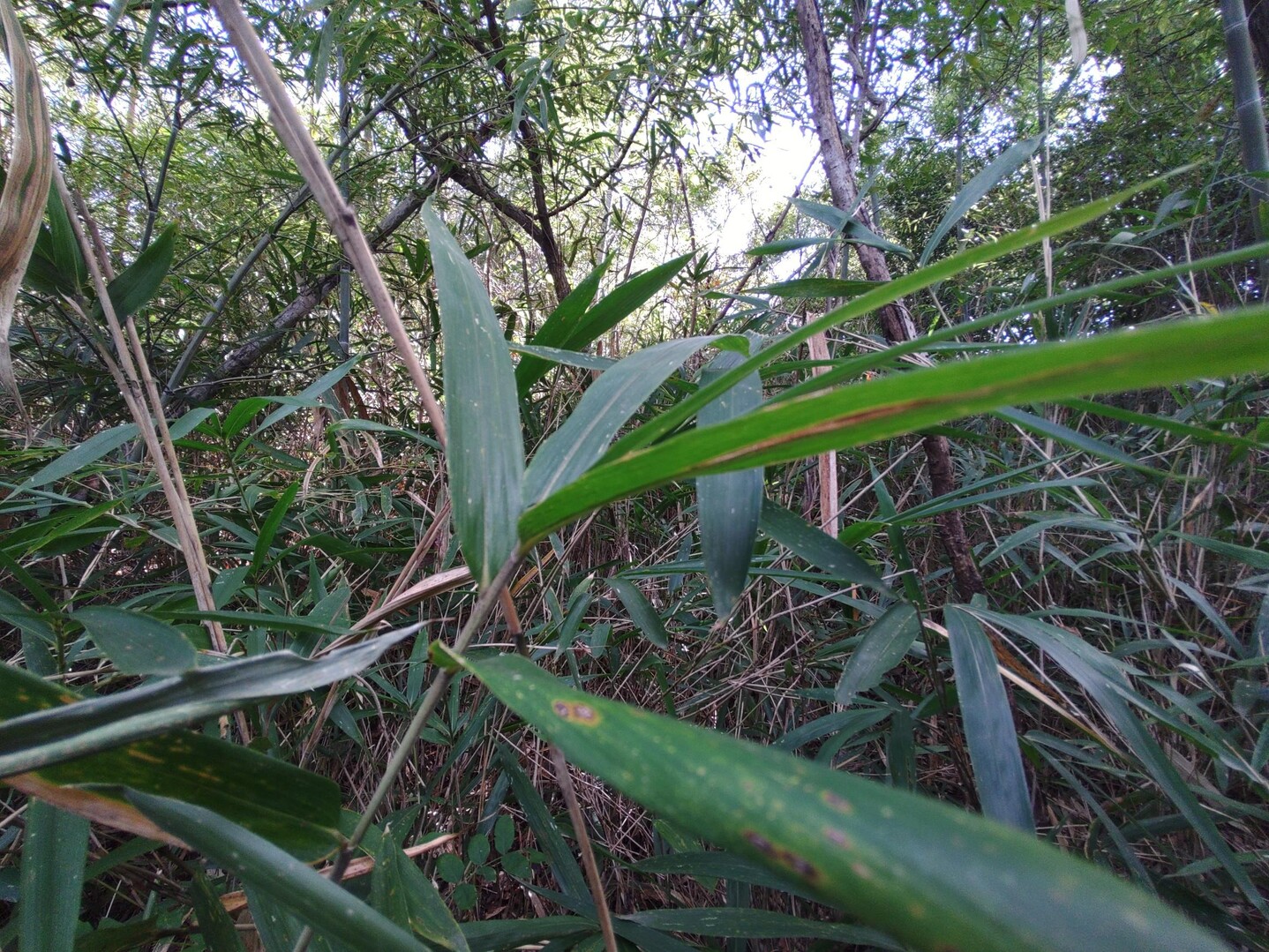 二上山（雄岳）＠関西百33/100 / shu-5さんの金剛山・二上山・大和葛城山の活動日記 | YAMAP / ヤマップ