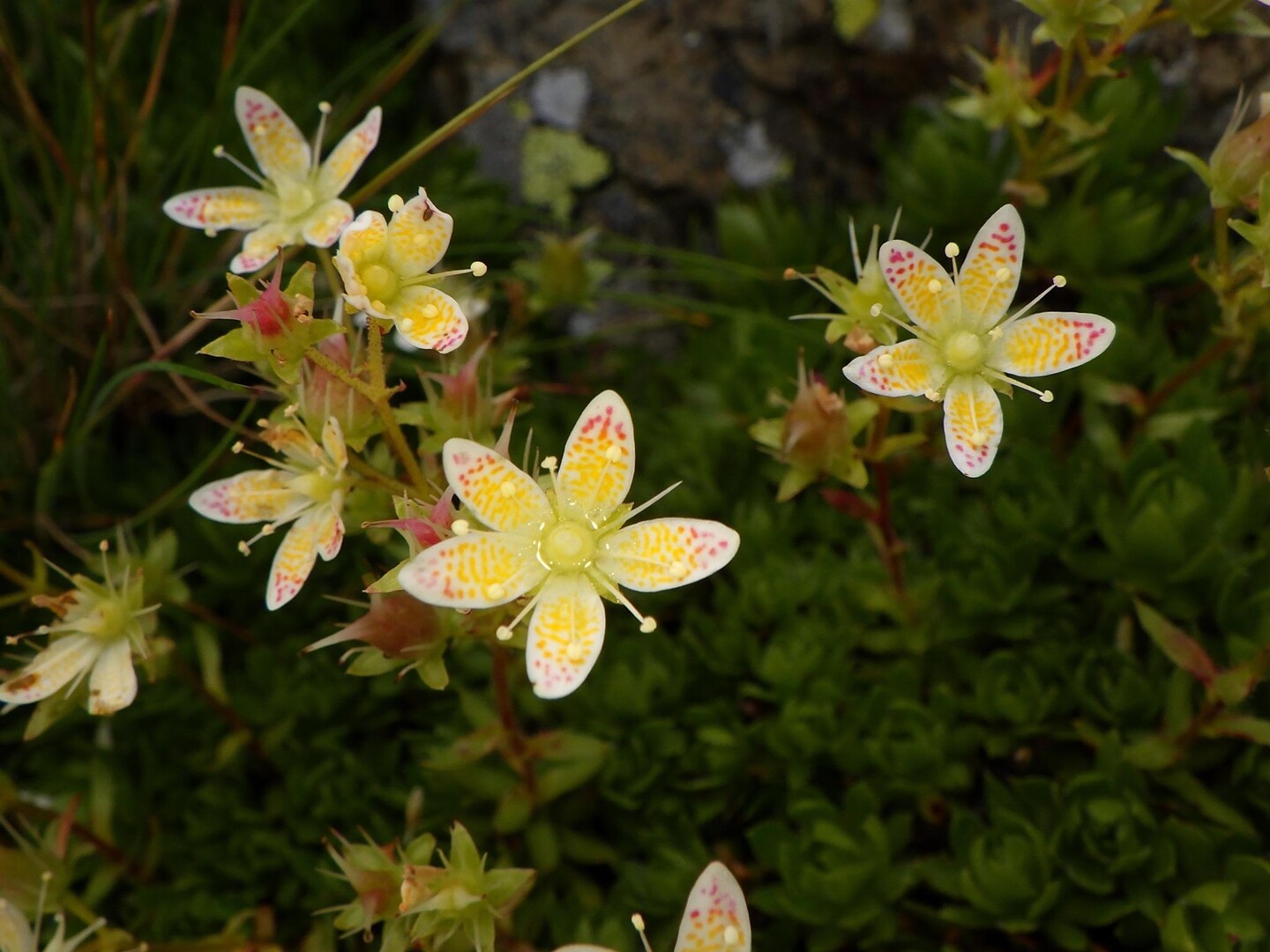 白馬三山2日目 / TAKKUNさんの白馬岳・小蓮華山の活動データ | YAMAP / ヤマップ
