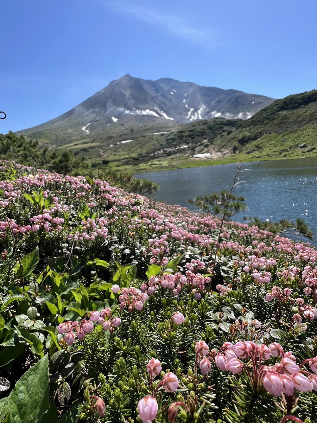 お花山歩🌸中岳温泉まで / Lilyさんの大雪山系・旭岳・トムラウシの活動日記 | YAMAP / ヤマップ