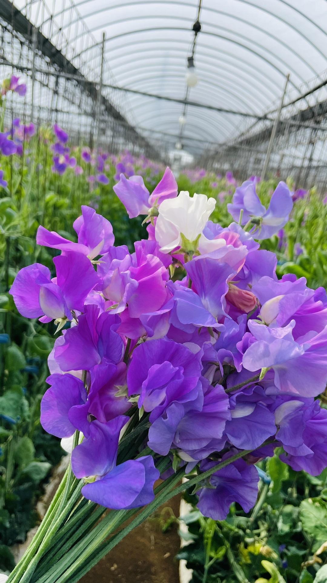 2024.4.5 山友さんのお声がけで初... / riwonさんのモーメント | YAMAP / ヤマップ