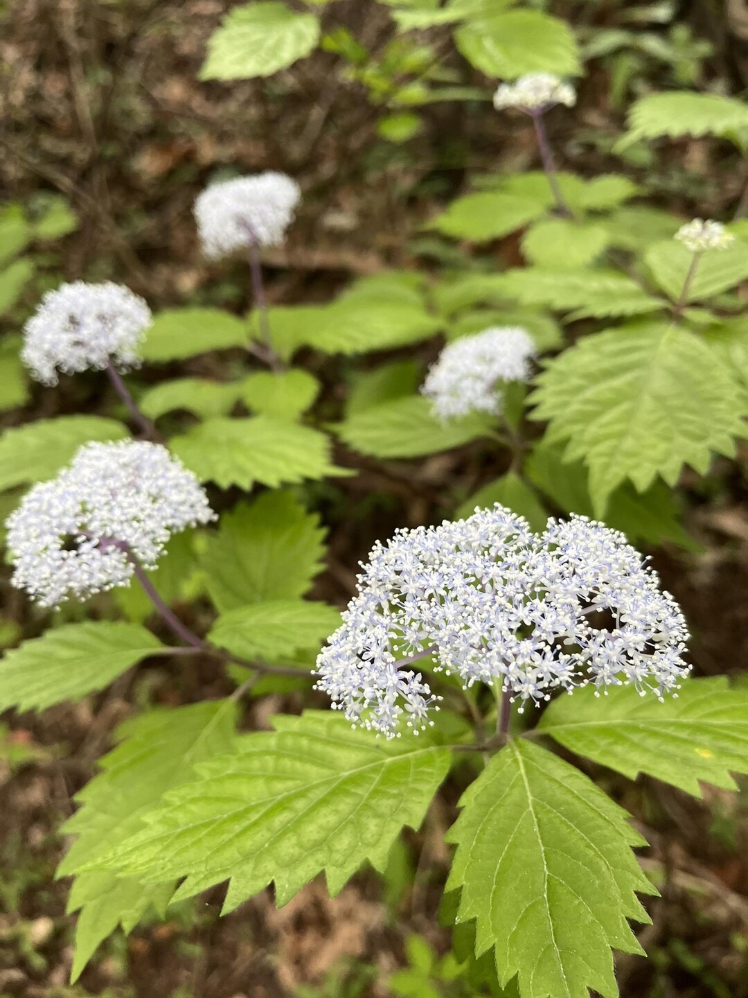 武蔵五日市〜日の出山〜つるつる温泉 / ellyさんの大岳山・御岳山・御前山の活動日記 | YAMAP / ヤマップ