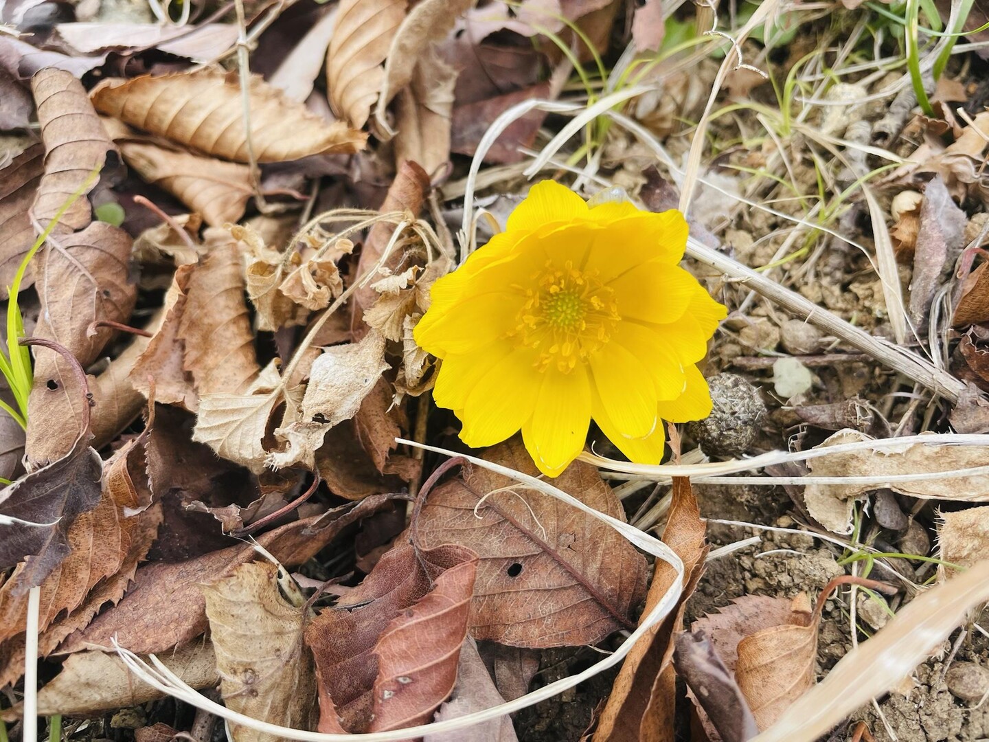 和尚山のあと マウントあかねに寄って福寿... / tsyamaさんのモーメント | YAMAP / ヤマップ