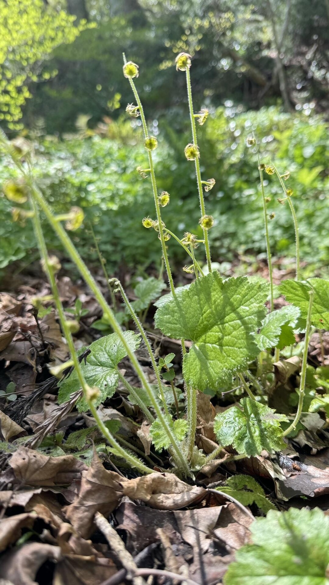 七座山 こちゃる🦛 ︎ / nepukoさんの七座山の活動データ | YAMAP / ヤマップ