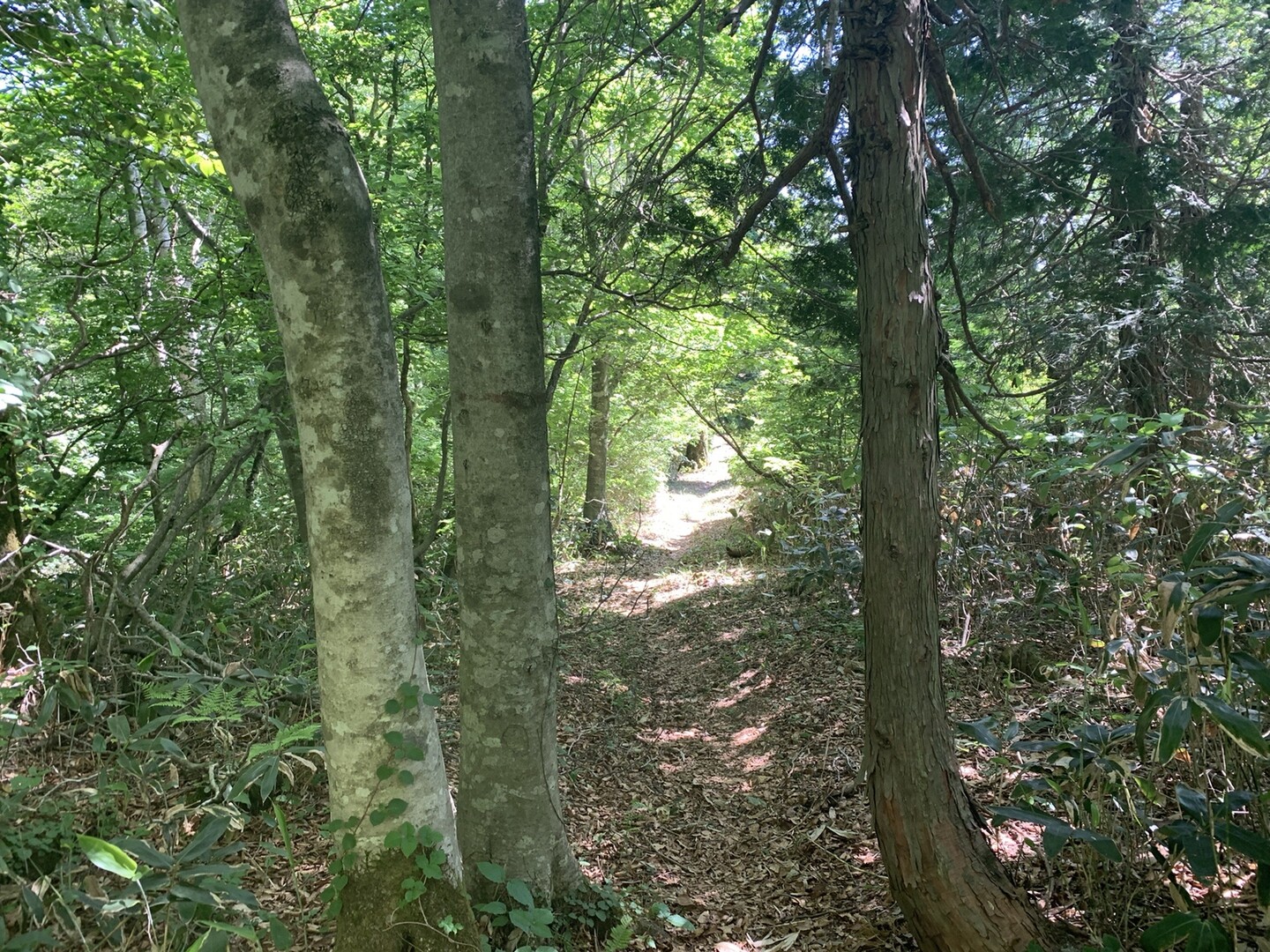 SAIOTO COLORS GREEN Ver. 2022, 28K / Ryuji SAKAIさんの天狗石山・阿佐山(安佐山)・三ツ石山の活動データ | YAMAP / ヤマップ