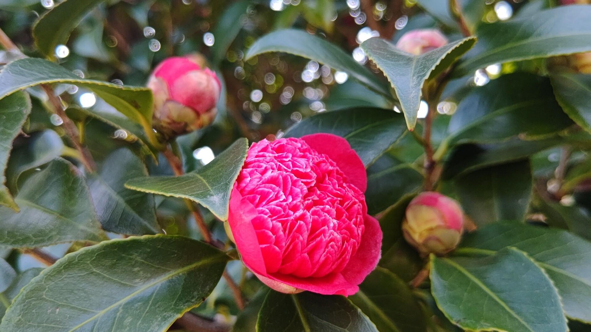 春の迷走？笠原富士・深山 / neco-mimiさんの笠原富士・深山の活動データ | YAMAP / ヤマップ