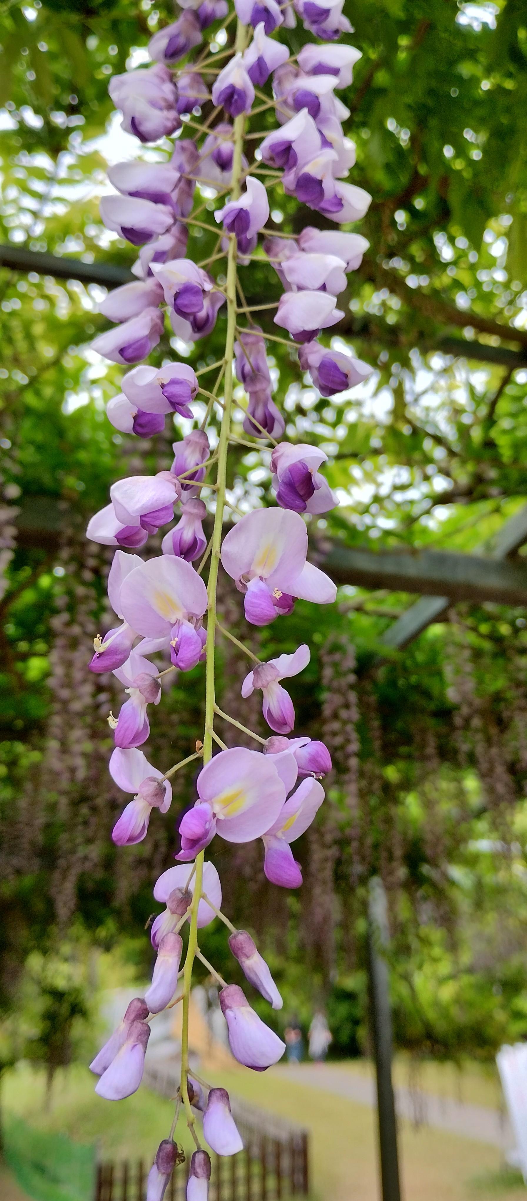 ウォーキング-2025-05-01 / chieさんのウォーキングの活動データ | YAMAP / ヤマップ