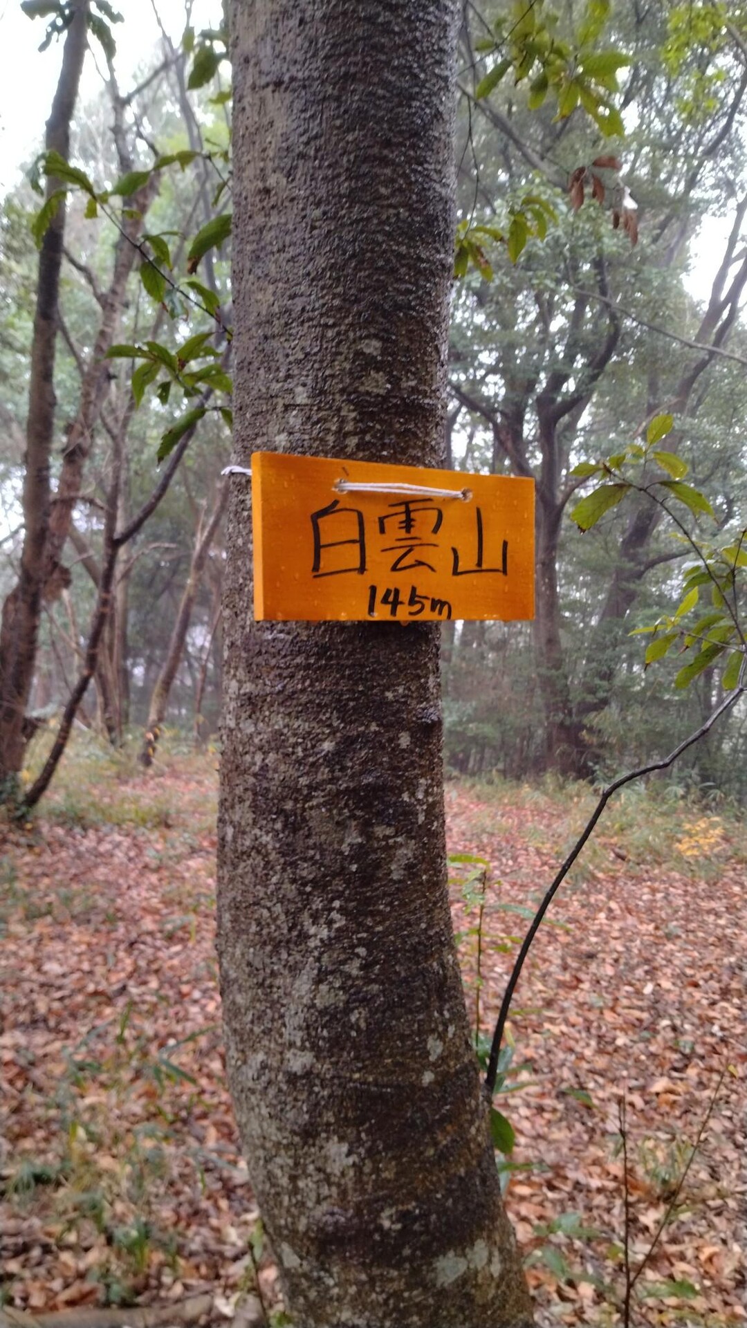 白雲山 / type52さんの朝房山（淺房山）の活動データ | YAMAP / ヤマップ
