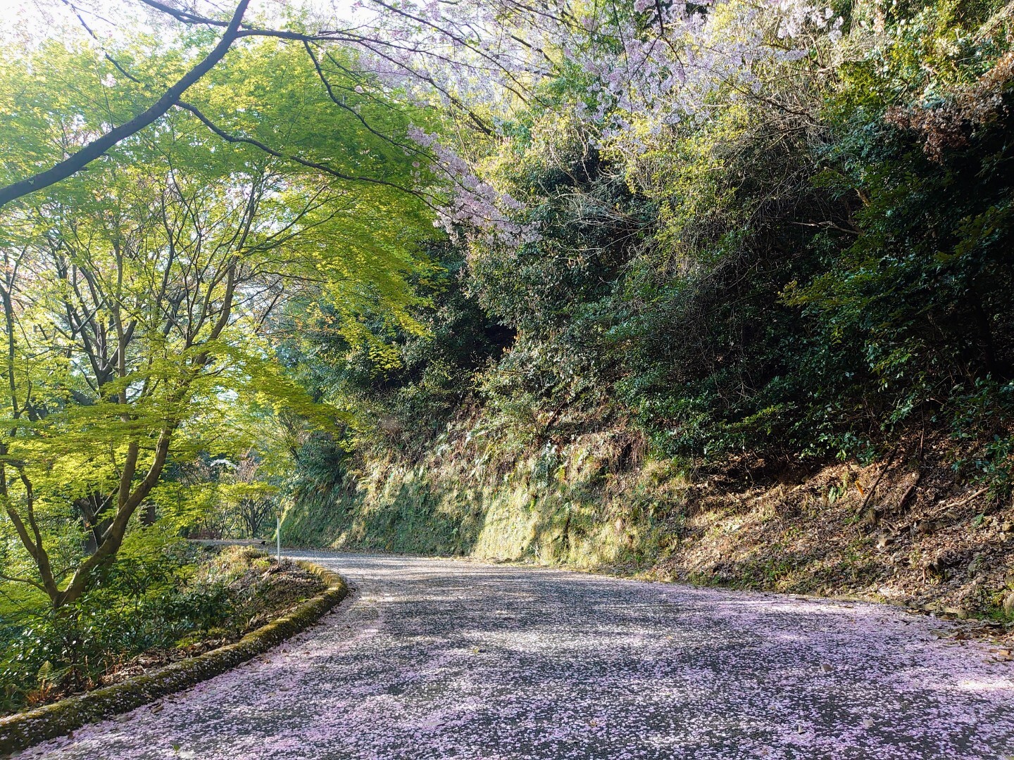 ☀ 朝の途中の風景。今 / 月見のサンタさんのモーメント | YAMAP / ヤマップ