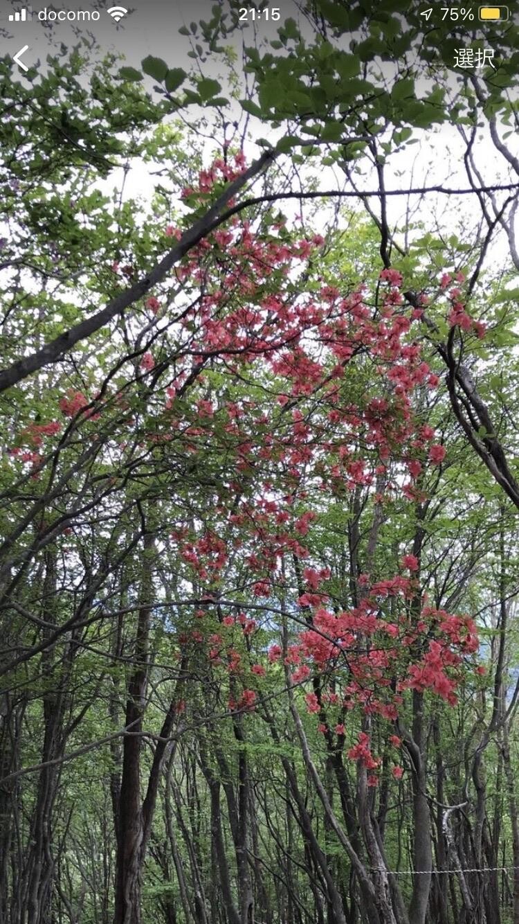 小丸山・ (前袈裟丸山) / コマジロウさんの皇海山・袈裟丸山・庚申山の活動データ | YAMAP / ヤマップ