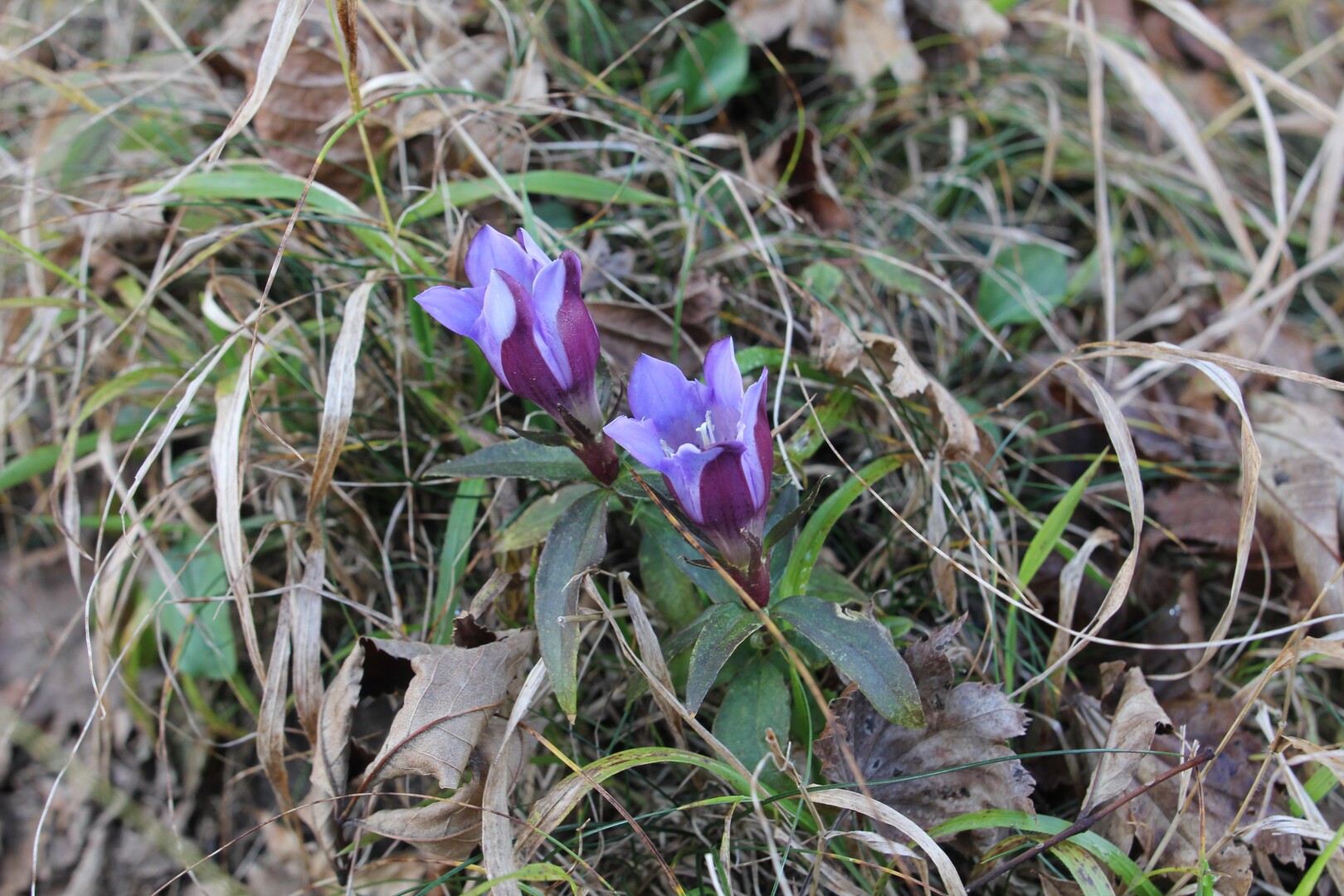 加入道山・前大室・大室山 / KAAZ さんの塔ノ岳・丹沢山・蛭ヶ岳の活動データ | YAMAP / ヤマップ