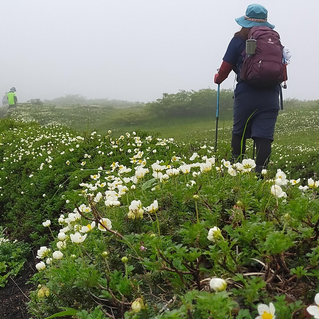 横岳・男女岳 / jtyhじじさんの秋田駒ヶ岳・男女岳・貝吹岳の活動データ | YAMAP / ヤマップ