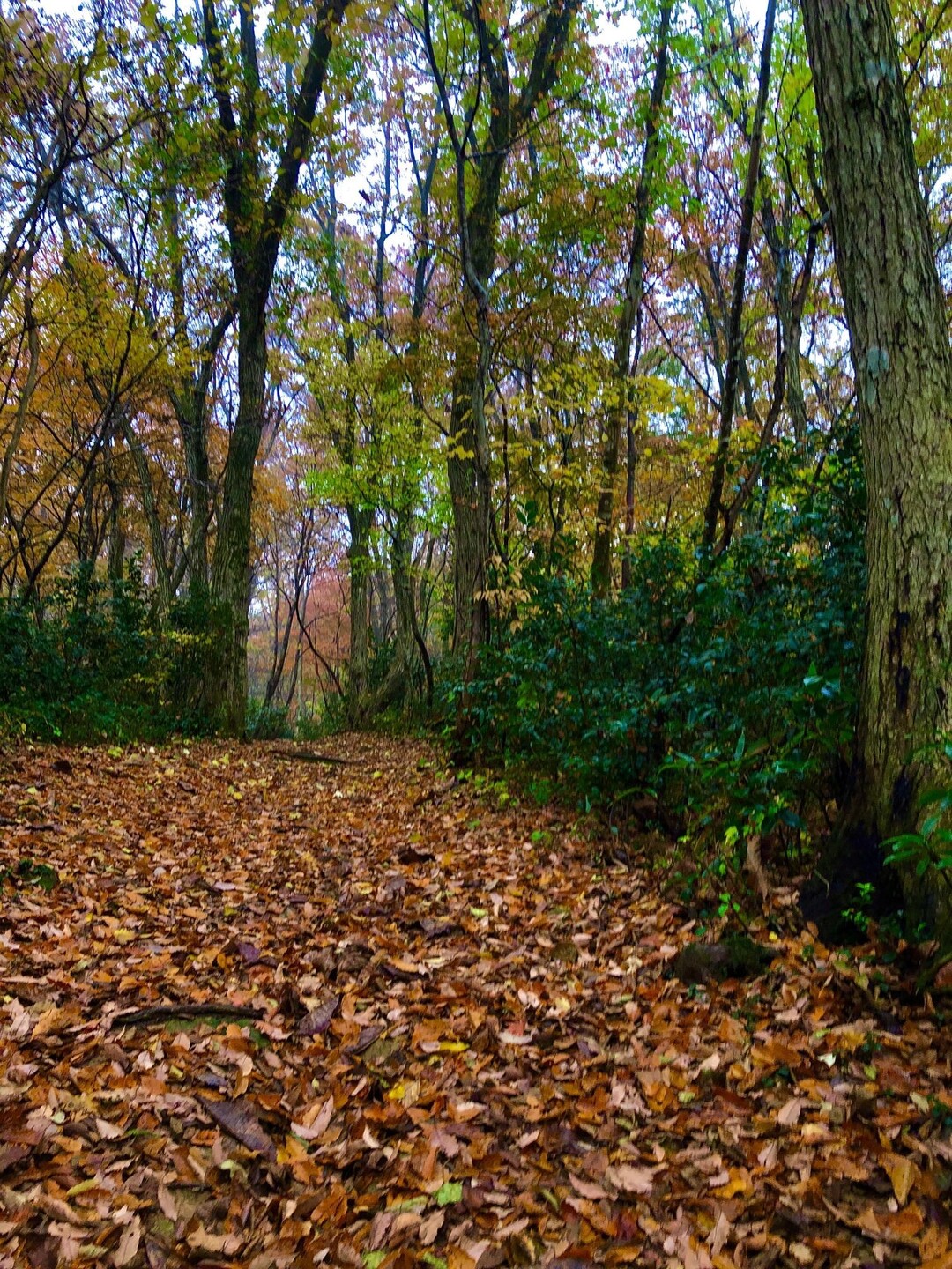 富士写ヶ岳 雨トレ / mi_ma_68さんの富士写ヶ岳・小倉谷山・火燈山の活動日記 | YAMAP / ヤマップ