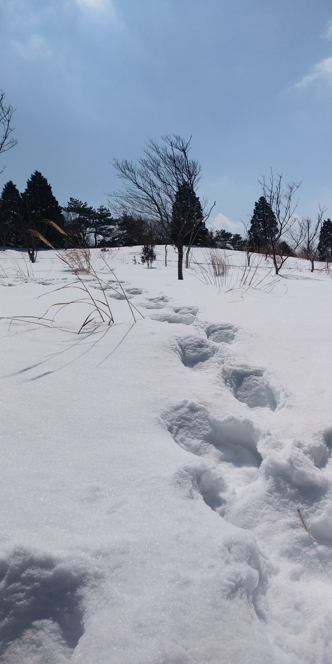 雪と遊ぶ東山☃️ / naokorinさんの東山の活動データ | YAMAP / ヤマップ