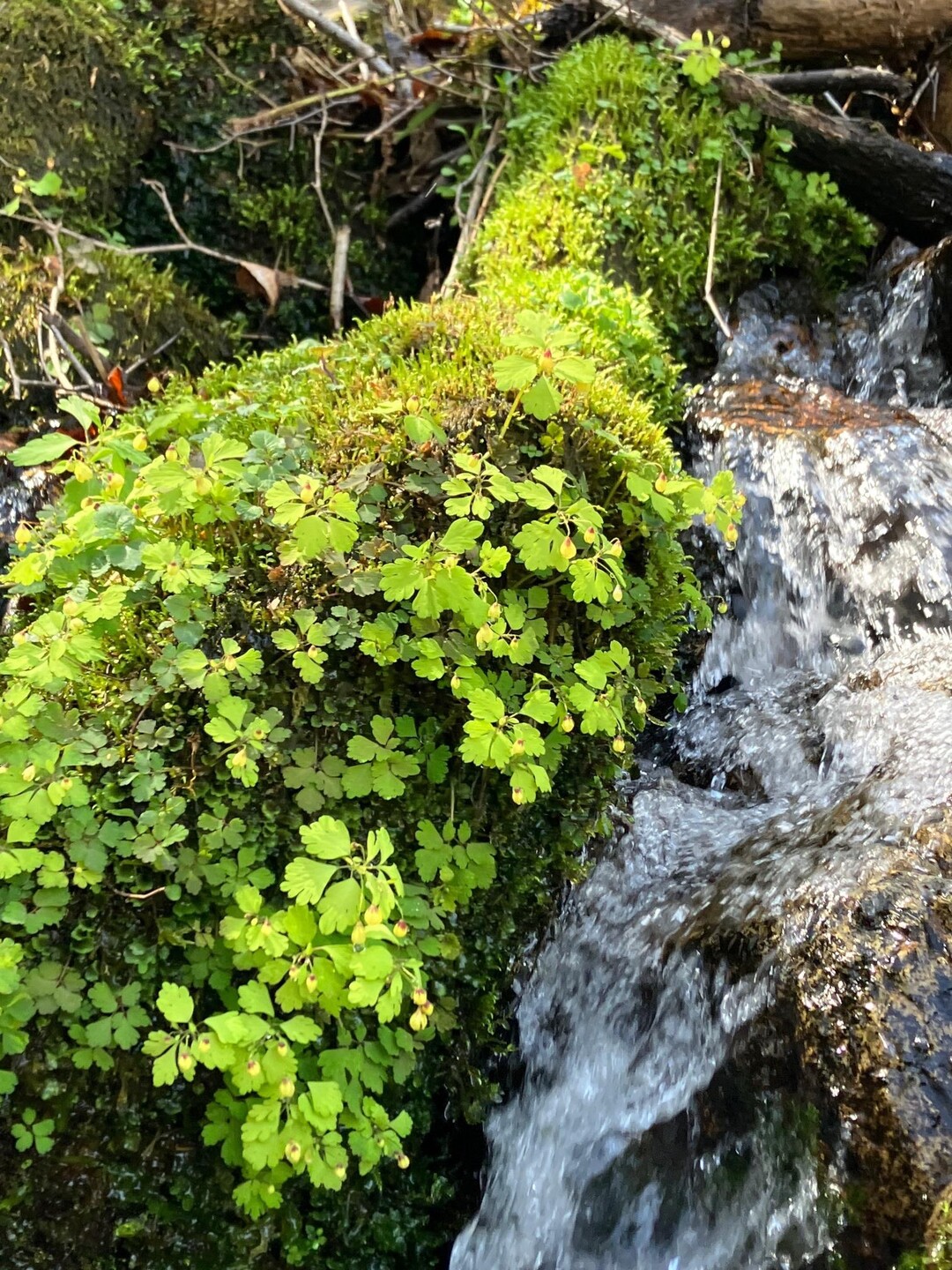 花々に溢れる船通山 / TAKUMIさんの船通山・玉峰山の活動データ | YAMAP / ヤマップ