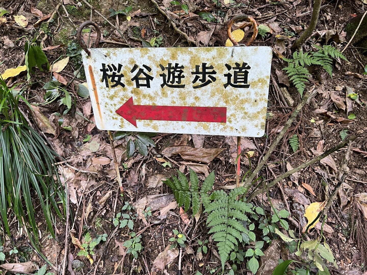 念願の山。 / FW16さんの九千部山・石谷山の活動データ | YAMAP / ヤマップ