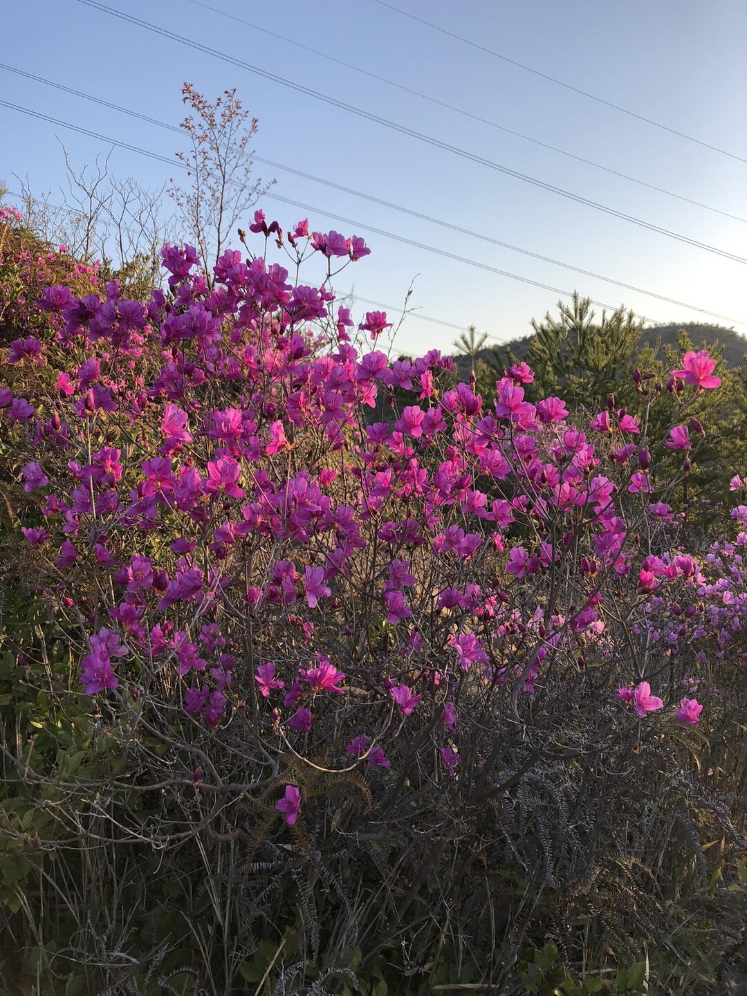 残念ラクダミクラ / etsuko さんの高御位山・播磨アルプスの活動データ | YAMAP / ヤマップ