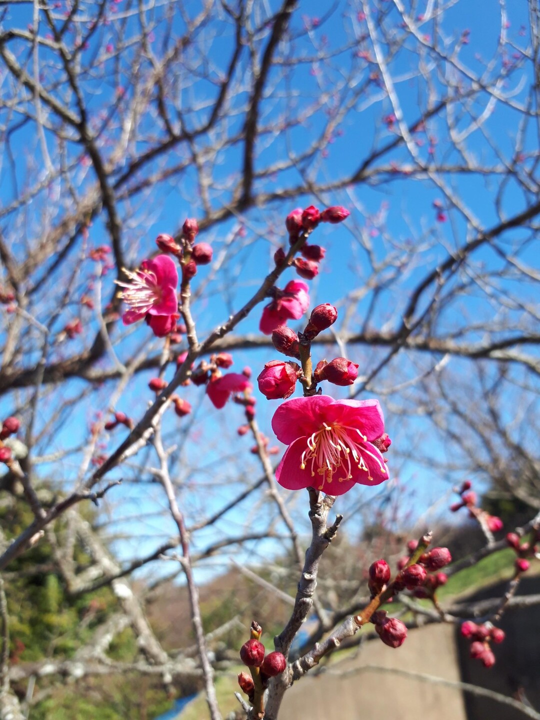 少し早かった、南部梅林 / バランスライト(TET)さんの真妻山（日高富士）の活動データ | YAMAP / ヤマップ