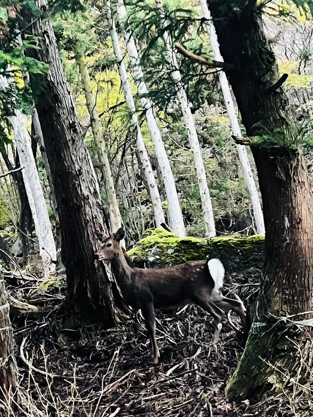 侮るな💢長七郎山⛰ / ｺﾖｩﾃ(coyote)さんの赤城山・黒檜山・荒山の活動データ | YAMAP / ヤマップ