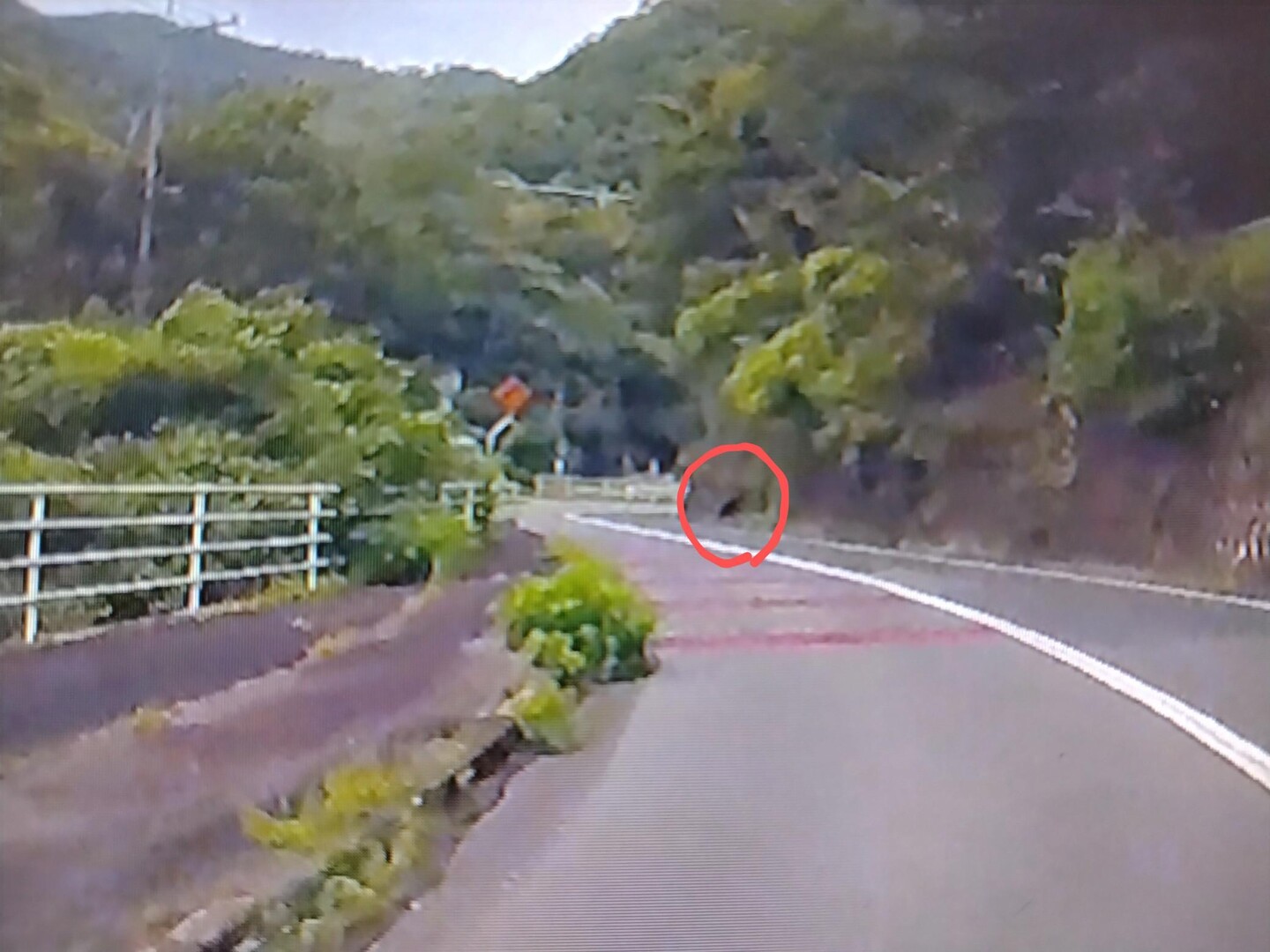 リアルくまモン初めて見た。 (体長1mく... / オレ1号さんのモーメント | YAMAP / ヤマップ