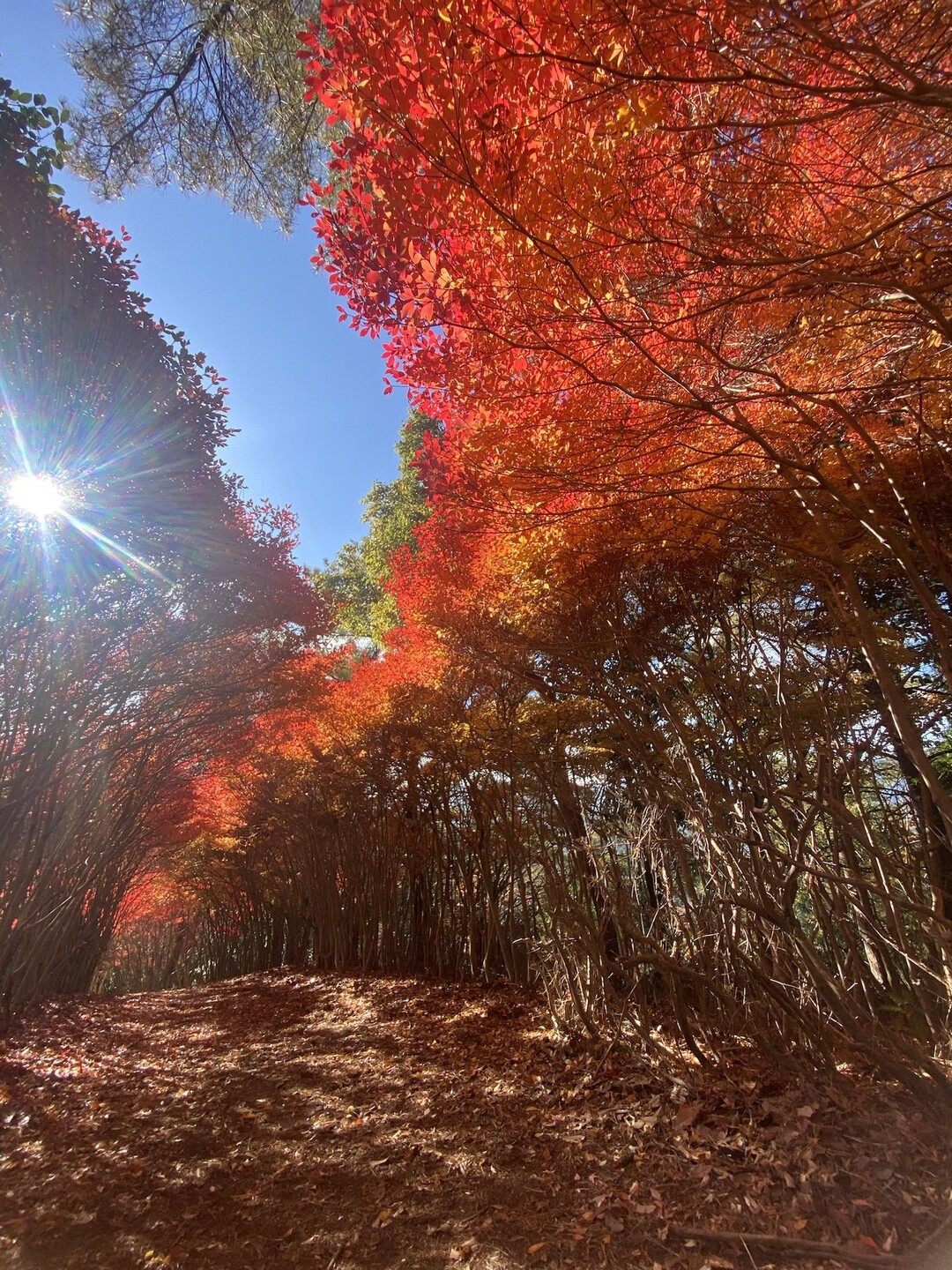 岩石山 / Sanaさんの岩石山（岩石城）の活動データ | YAMAP / ヤマップ