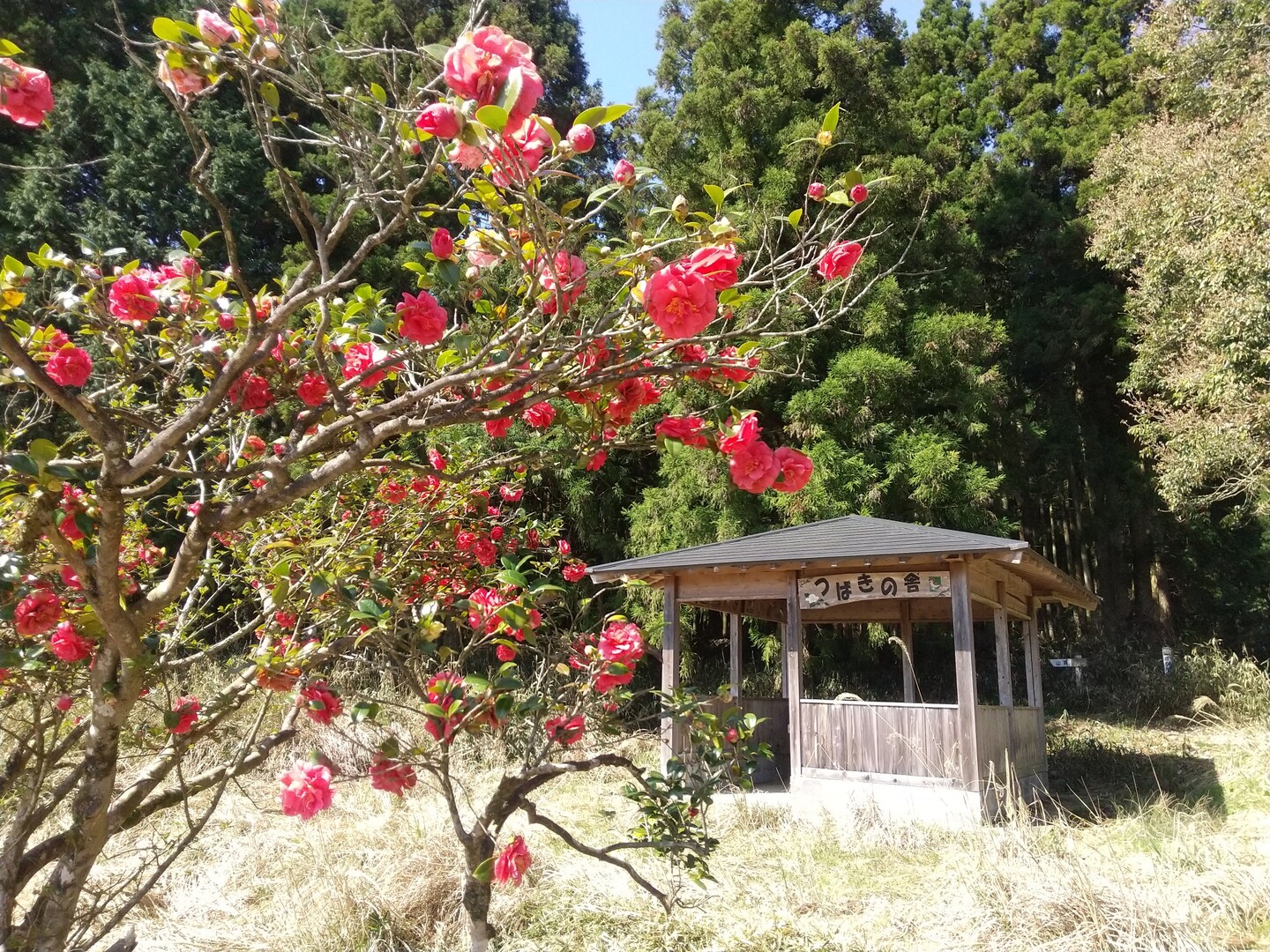春の阿弥陀山 / omifuji4さんの蛇谷ヶ峰の活動データ | YAMAP / ヤマップ