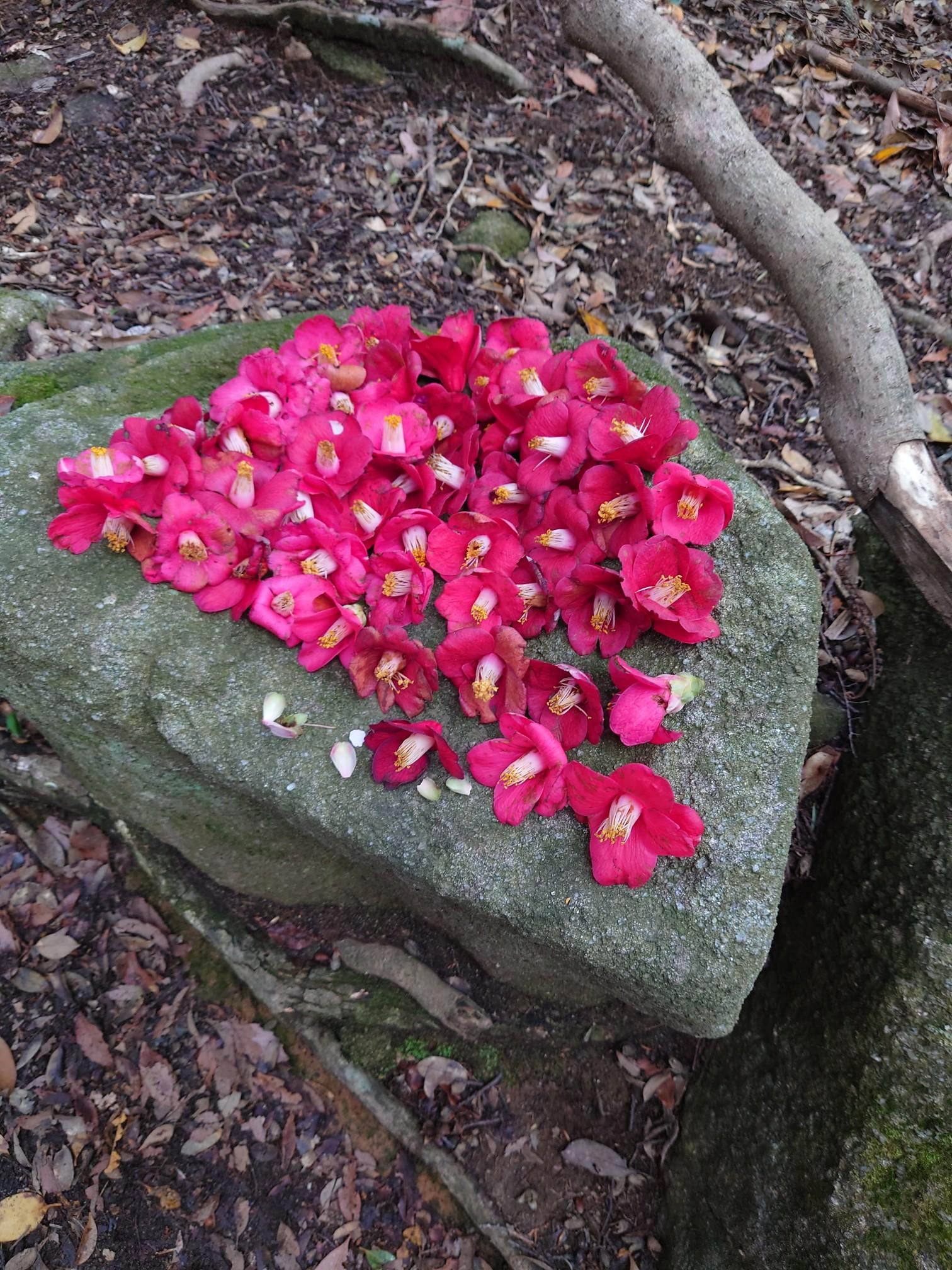 宝満山 / jackさんの宝満山・三郡山・若杉山の活動データ | YAMAP / ヤマップ