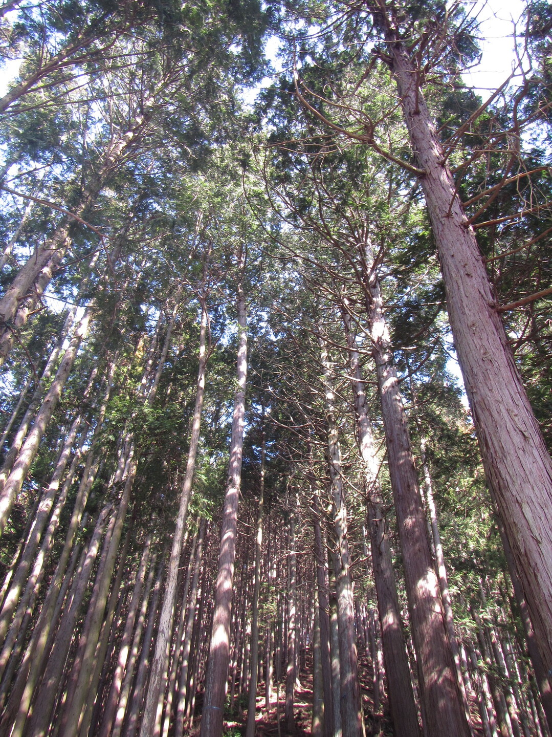 高水山・岩茸石山・惣岳山 / nakameguさんの高水山・岩茸石山・惣岳山の活動データ | YAMAP / ヤマップ