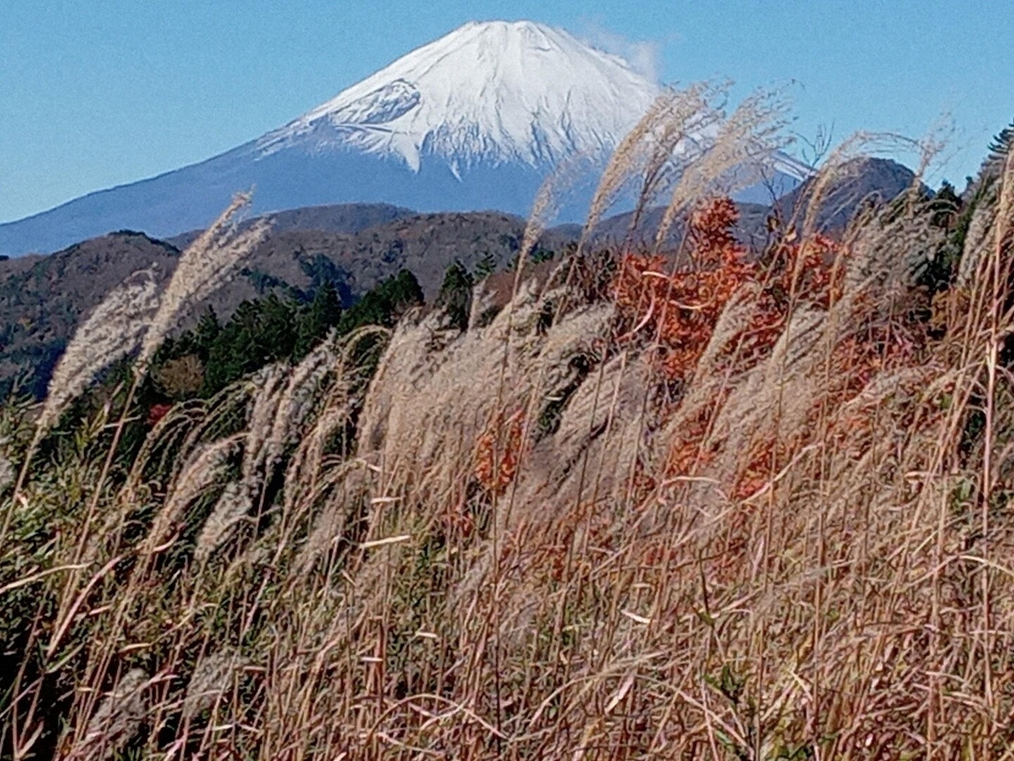 塔ノ峰・明星ヶ岳・明神ヶ岳 / yuzoさんの金時山・明神ヶ岳の活動データ | YAMAP / ヤマップ