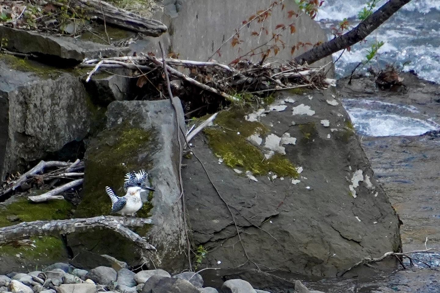 5/3(金)、5/4(土) 野鳥たち🐦... / yosi＆ryoさんのモーメント | YAMAP / ヤマップ