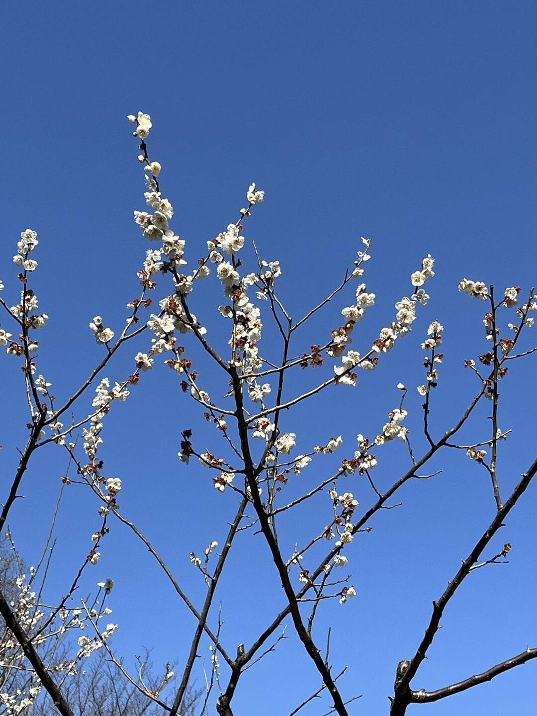 春間近？ 春日井三山 / Hideckさんの春日井三山・弥勒山・大谷山・道樹山の活動データ | YAMAP / ヤマップ