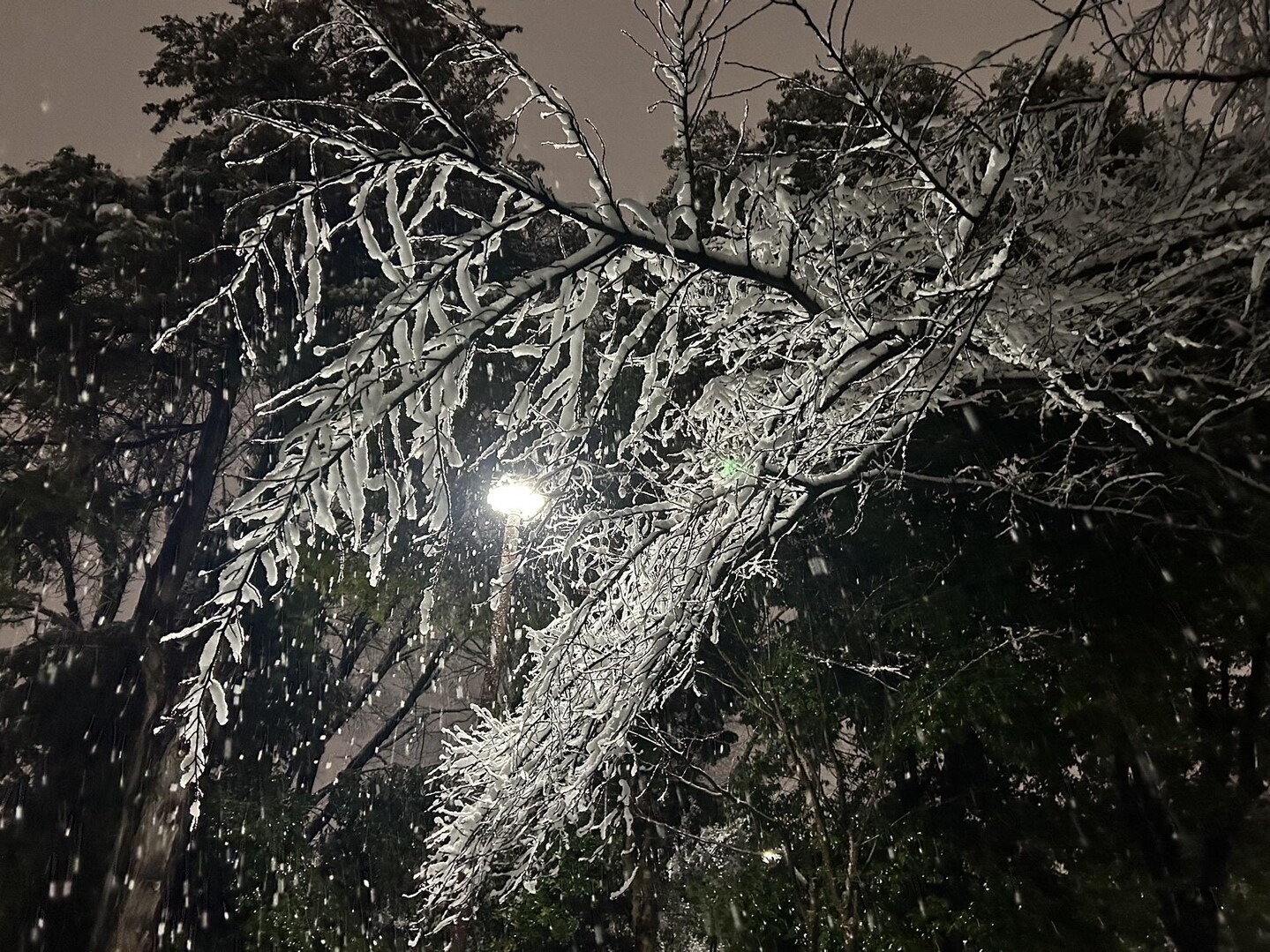 ️初雪 ️ 公園にはもう雪だるまが⛄️... / ayanonさんのモーメント | YAMAP / ヤマップ