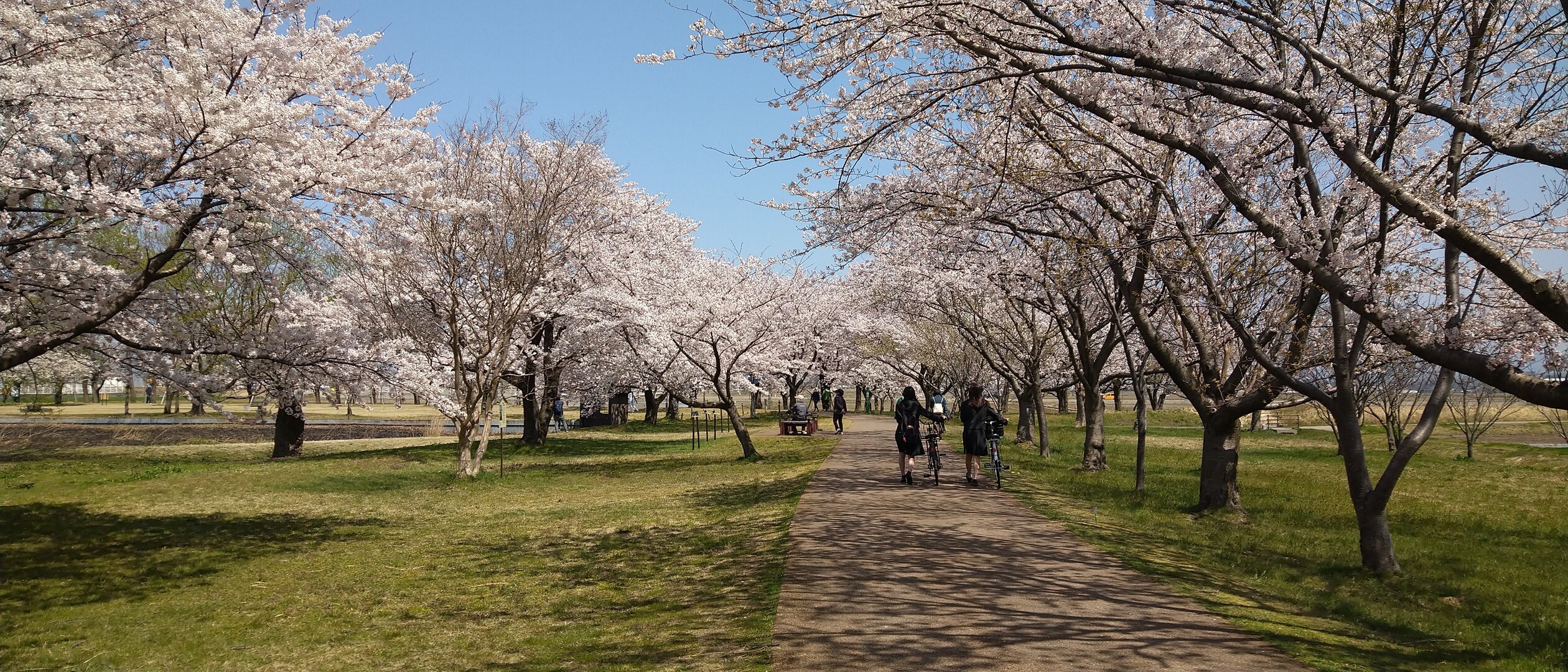 あまりにも天気が良かったので昼時間に桜真... / SAGAPさんのモーメント | YAMAP / ヤマップ