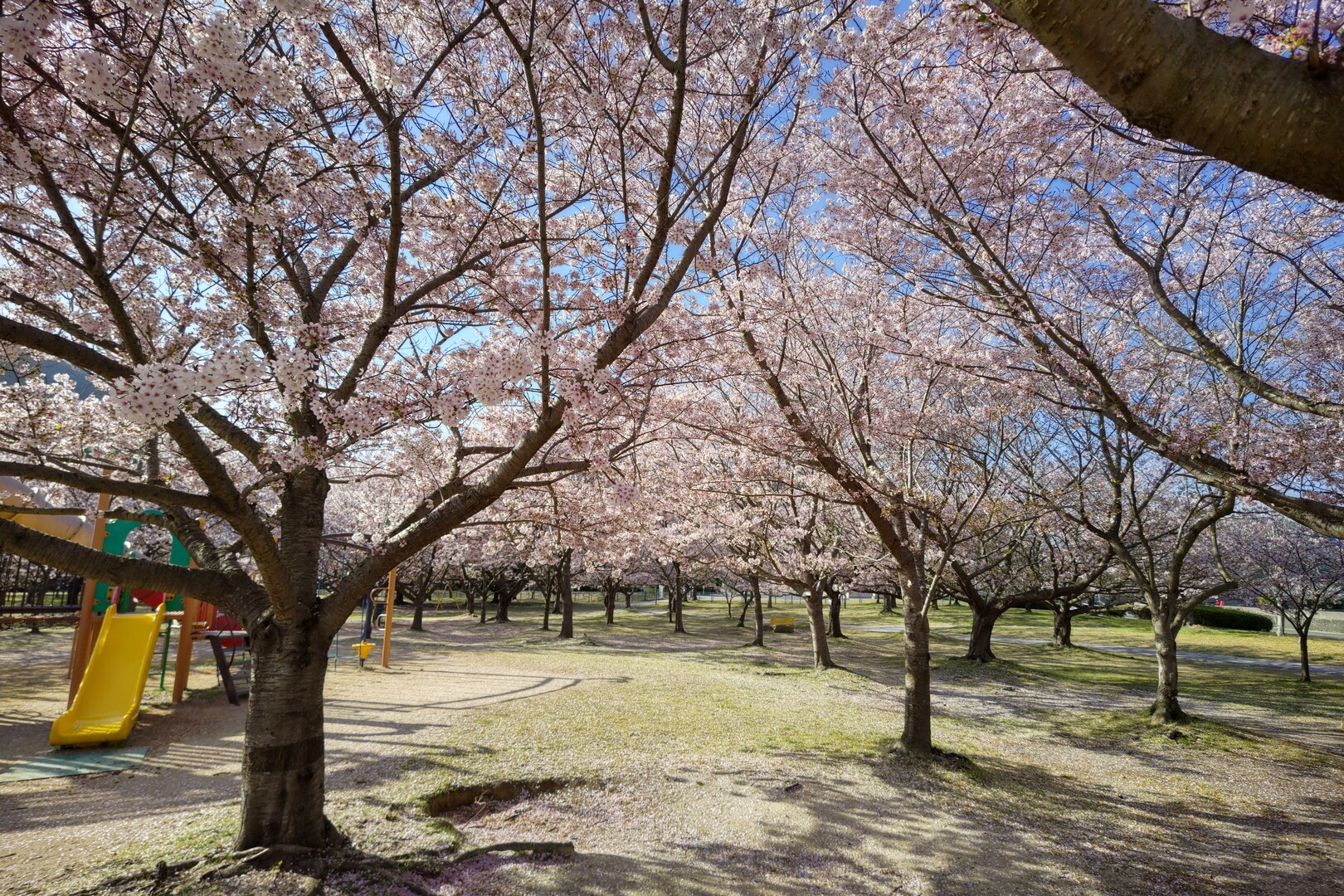 向島の運動公園の桜も今日明日で終わりかも... / gp02さんのモーメント | YAMAP / ヤマップ