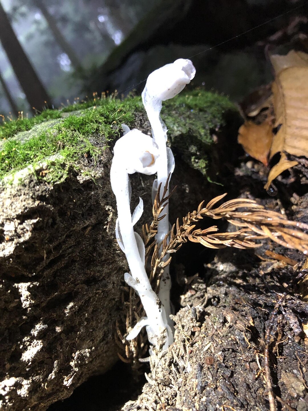 ASK🏃‍♂️本宮山⛰️🌳37 / スカじいさんの本宮山・大日山・風頭山の活動データ | YAMAP / ヤマップ