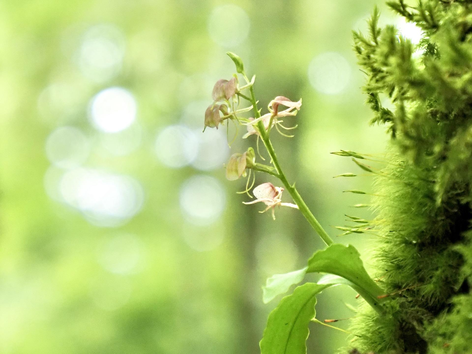 森の妖精🧚‍♀️フガクスズムシソウに会... / masuminさんのモーメント | YAMAP / ヤマップ