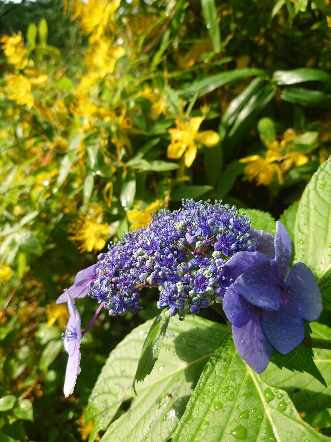 紫陽花見に行こ HOME津乃峰山＆あいあいらんど🥳 / mizukaさんの津乃峰山・鍛治ヶ峰の活動日記 | YAMAP / ヤマップ