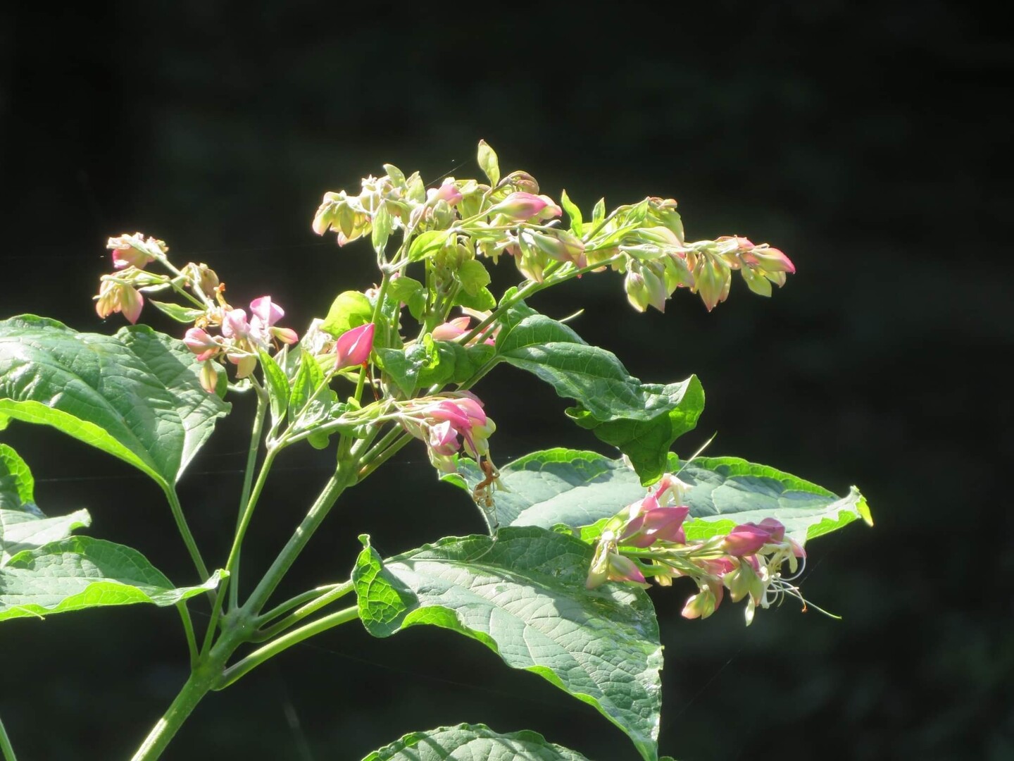 🎵 参道の臭木ゆらゆら柚子の里 悟空2... / kyoyamaさんのモーメント | YAMAP / ヤマップ
