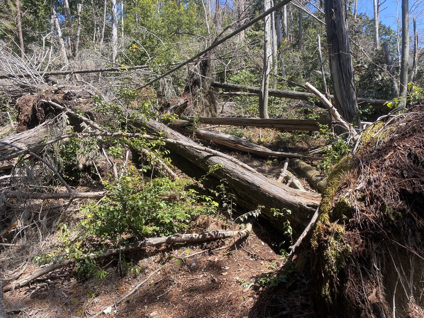 seiさんの投稿したフィールドメモ | YAMAP / ヤマップ