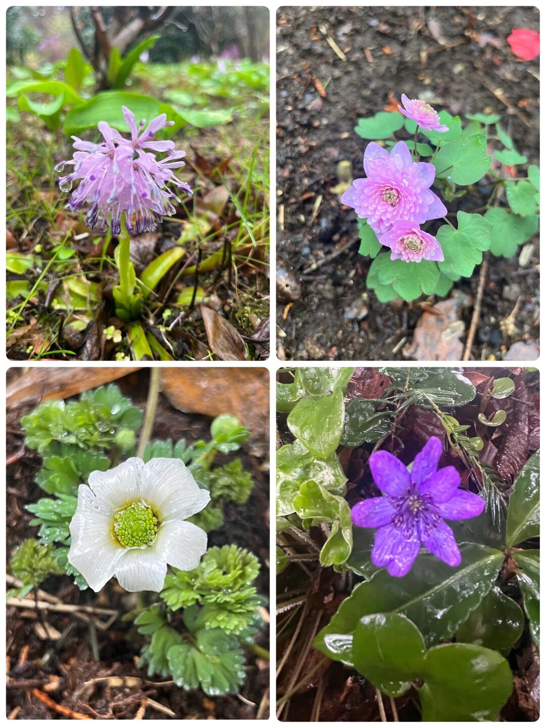 🤗ゆるふあ城山カタクリの里🤗 / shin🤗さんのウォーキングの活動データ | YAMAP / ヤマップ