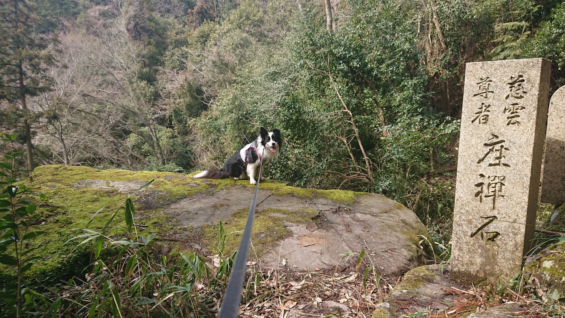 枚岡公園2020-03-09 / 生駒山・神津嶽・大原山の写真14枚目 | YAMAP / ヤマップ