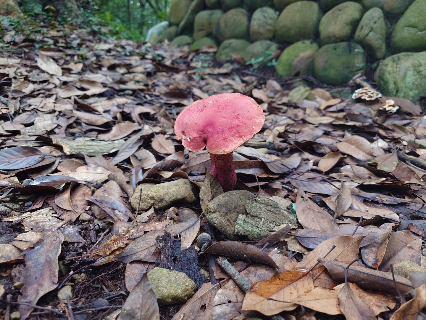 🍄小笠山🍄 / yagarinさんの小笠山の活動データ | YAMAP / ヤマップ