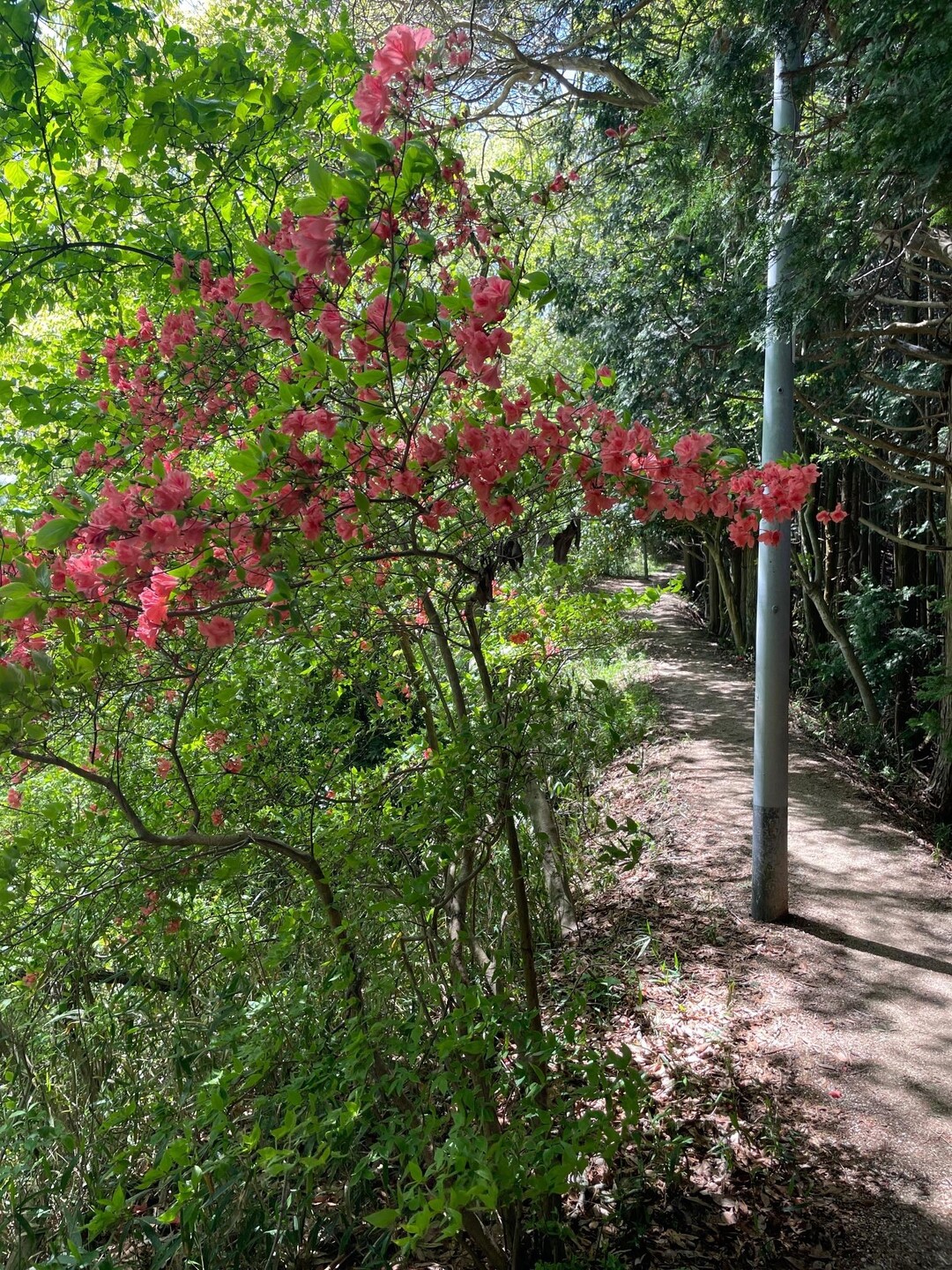 あおによし007さんの投稿したフィールドメモ | YAMAP / ヤマップ