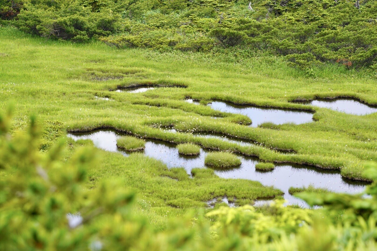 平らな心で。 平ヶ岳 / tataさんの平ヶ岳・台倉山・池ノ岳の活動データ | YAMAP / ヤマップ