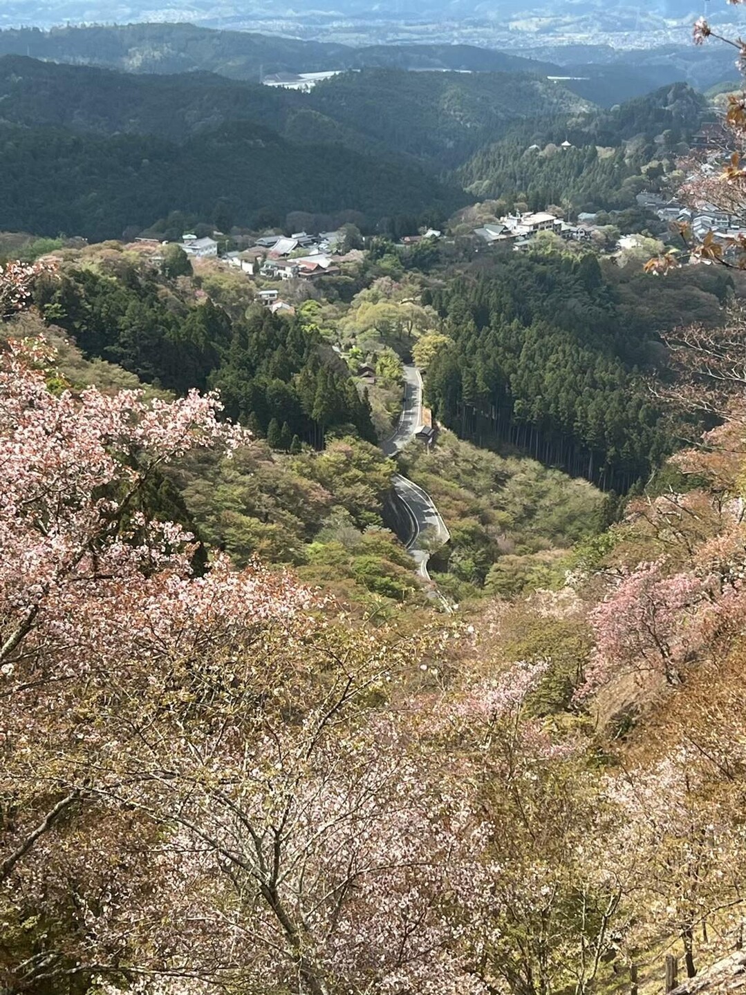2022/4/13 吉野山 『千本桜』... / kokeさんのモーメント | YAMAP / ヤマップ